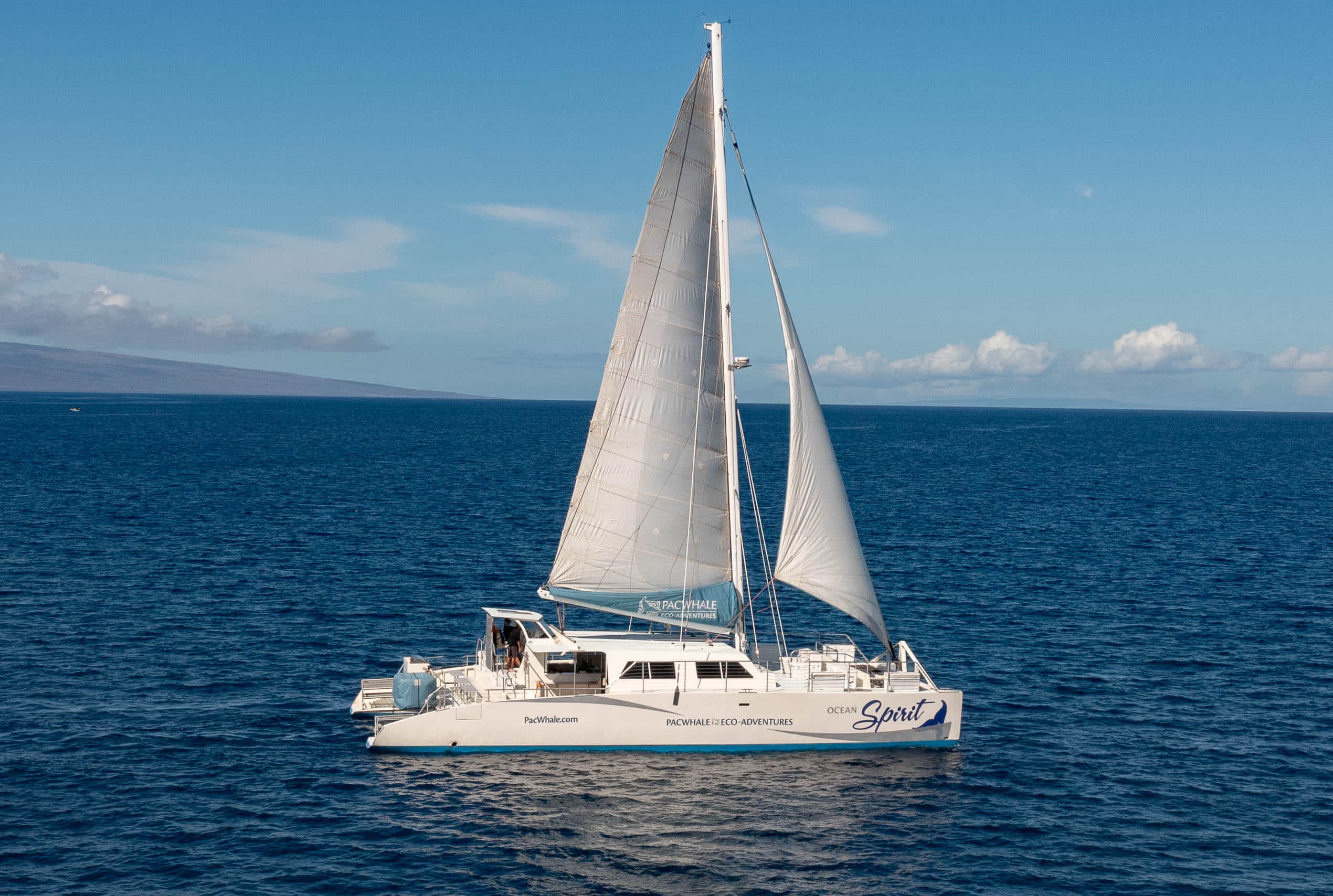 Whalewatch Sail | Pacific Whale Cruises